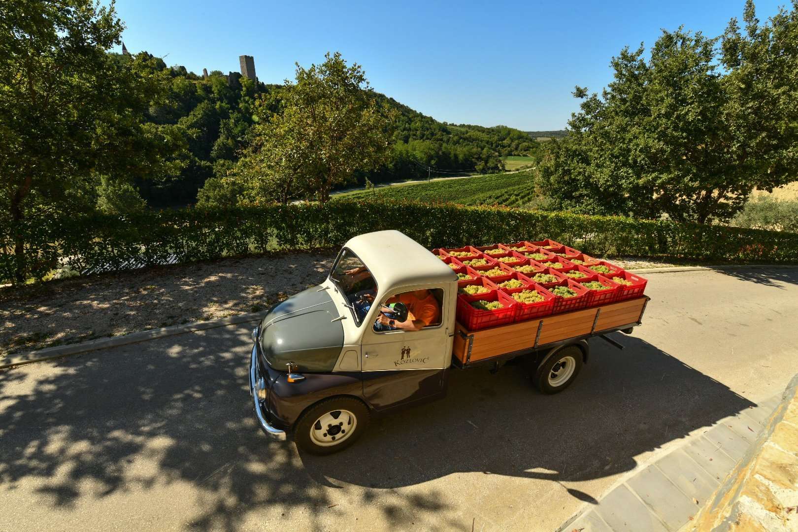 Our valley - Kozlović Winery - Meet the native Istrian sorts