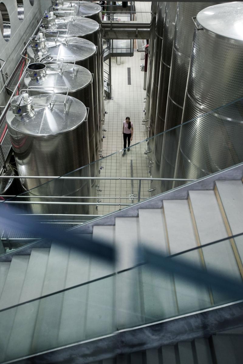 Photo gallery - Kozlović Winery